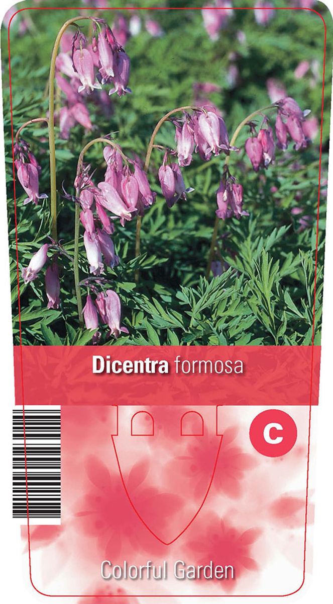 Dicentra formosa — Plant Wholesale FlorAccess