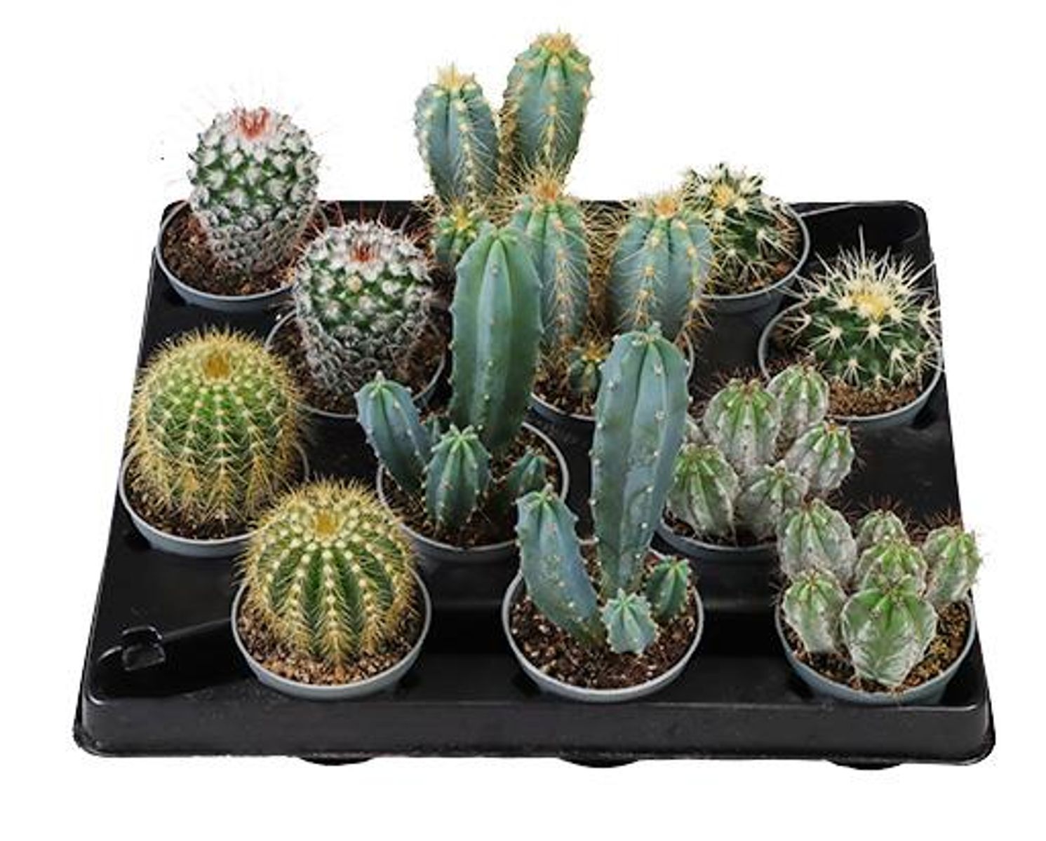 Cactus MIX — Plant Wholesale FlorAccess