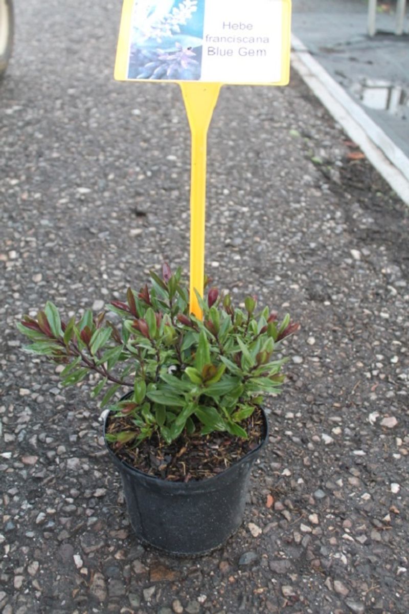 Hebe x franciscana 'Blue Gem' — Plant Wholesale FlorAccess