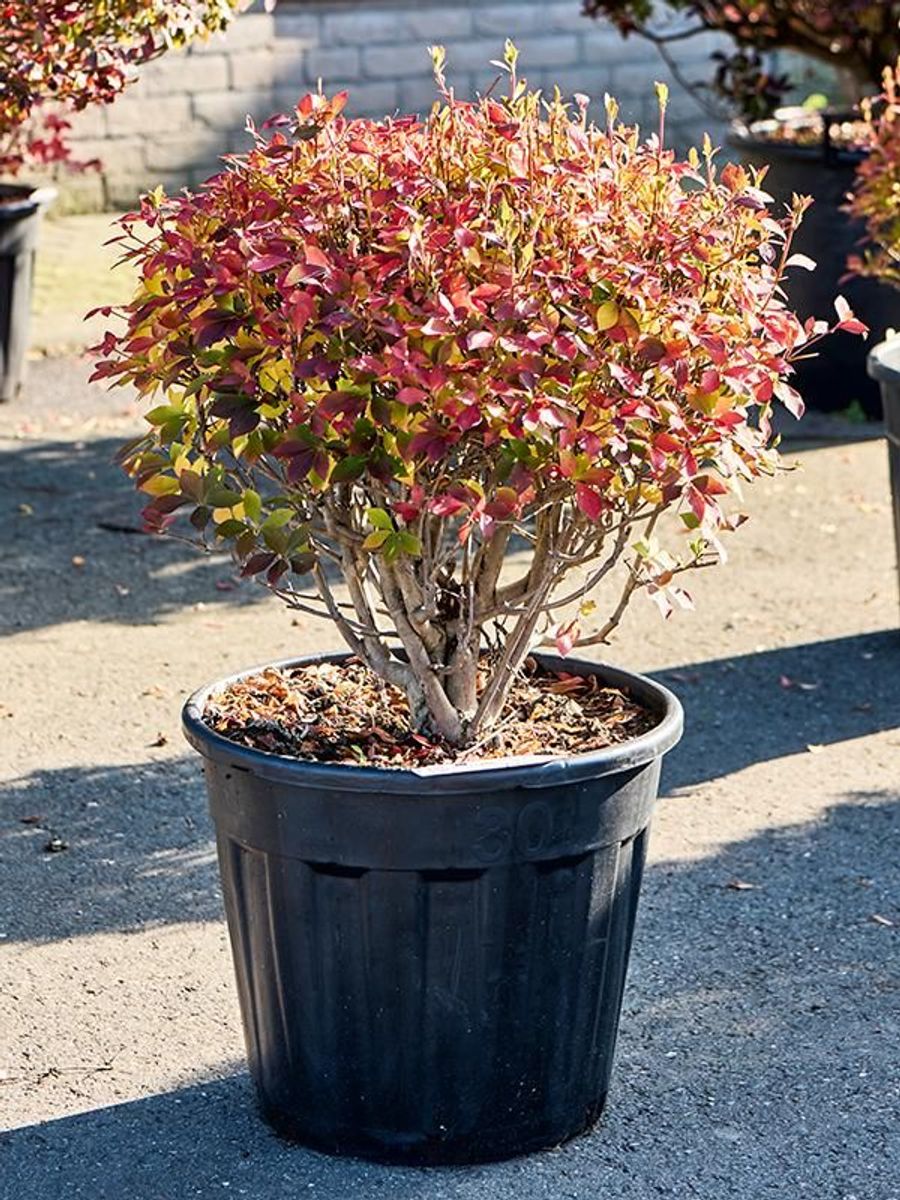 Enkianthus perulatus — Plant Wholesale FlorAccess