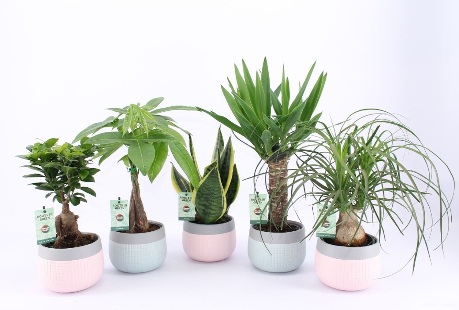 Houseplants MIX — Plant Wholesale FlorAccess