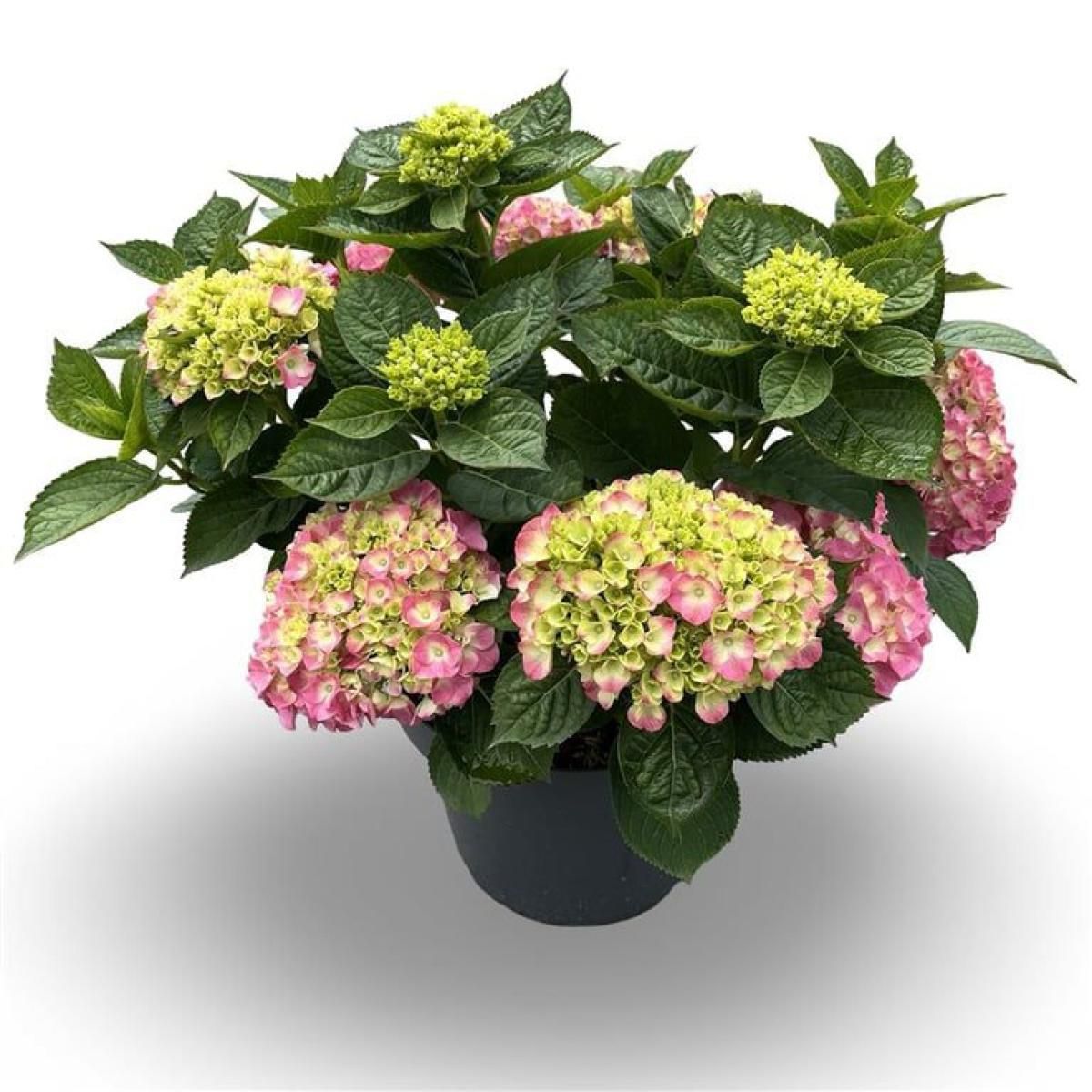 Hydrangea macrophylla 'King George VII' — Plant Wholesale FlorAccess