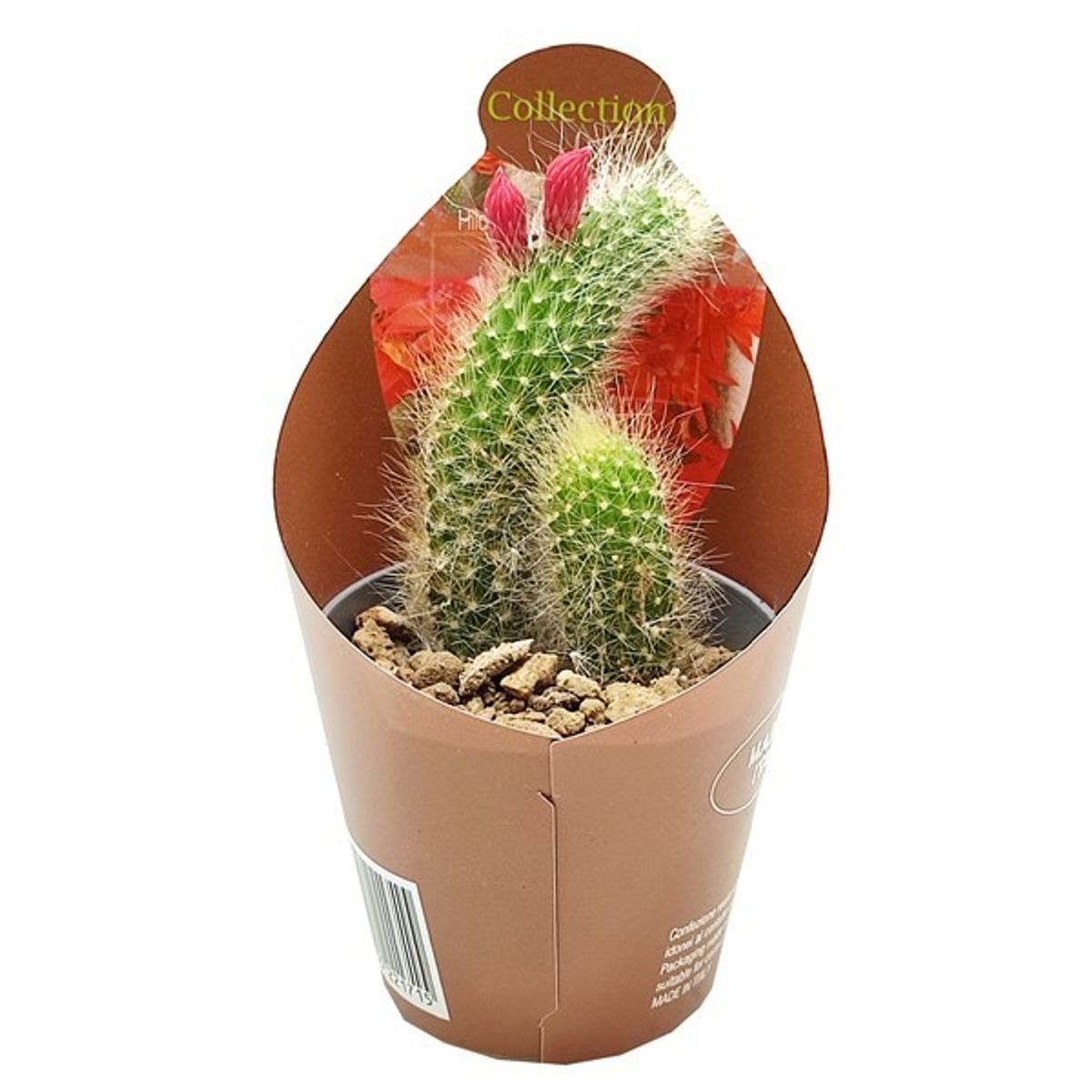 Hildewintera colademononis — Plant Wholesale FlorAccess