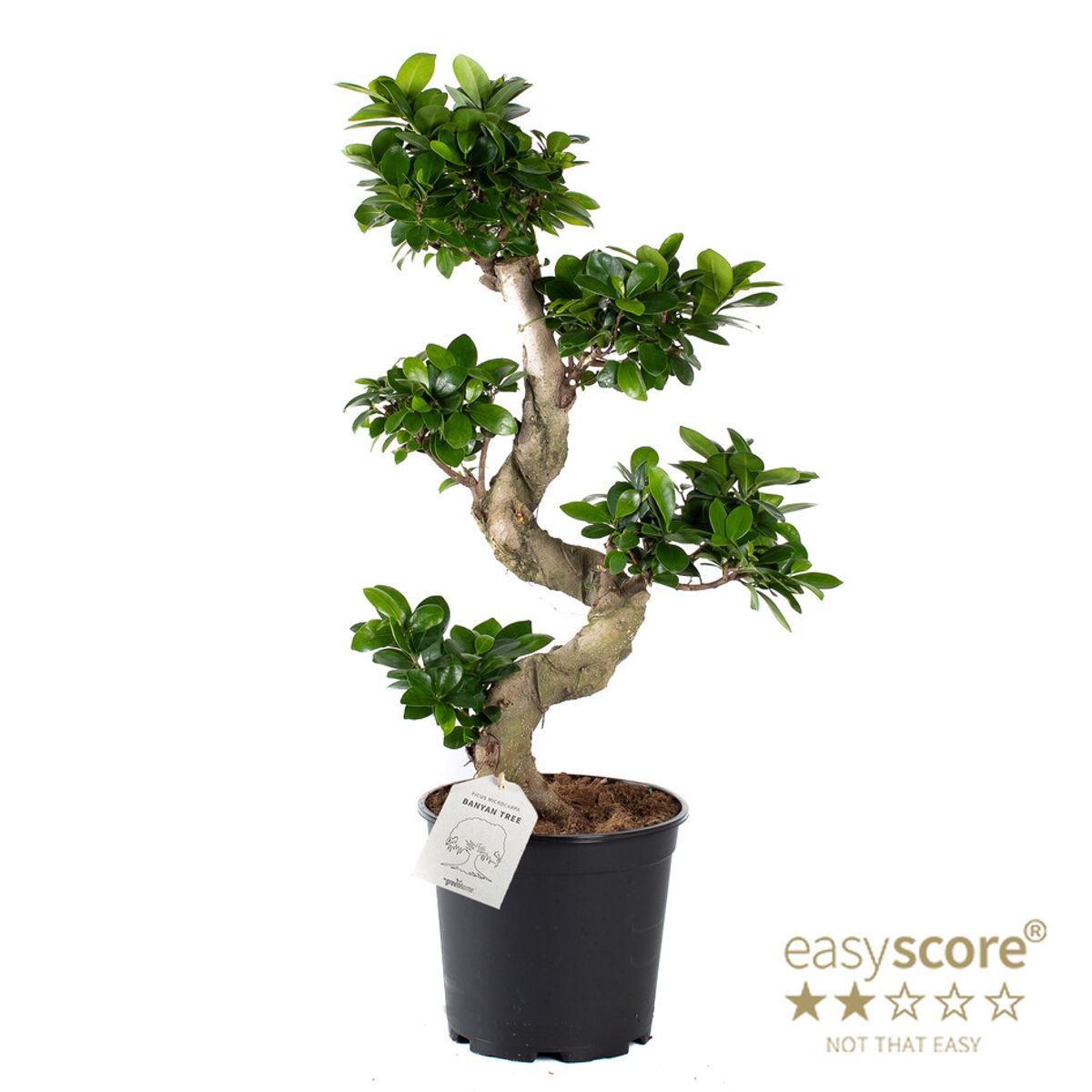 Ficus microcarpa — Plant Wholesale FlorAccess