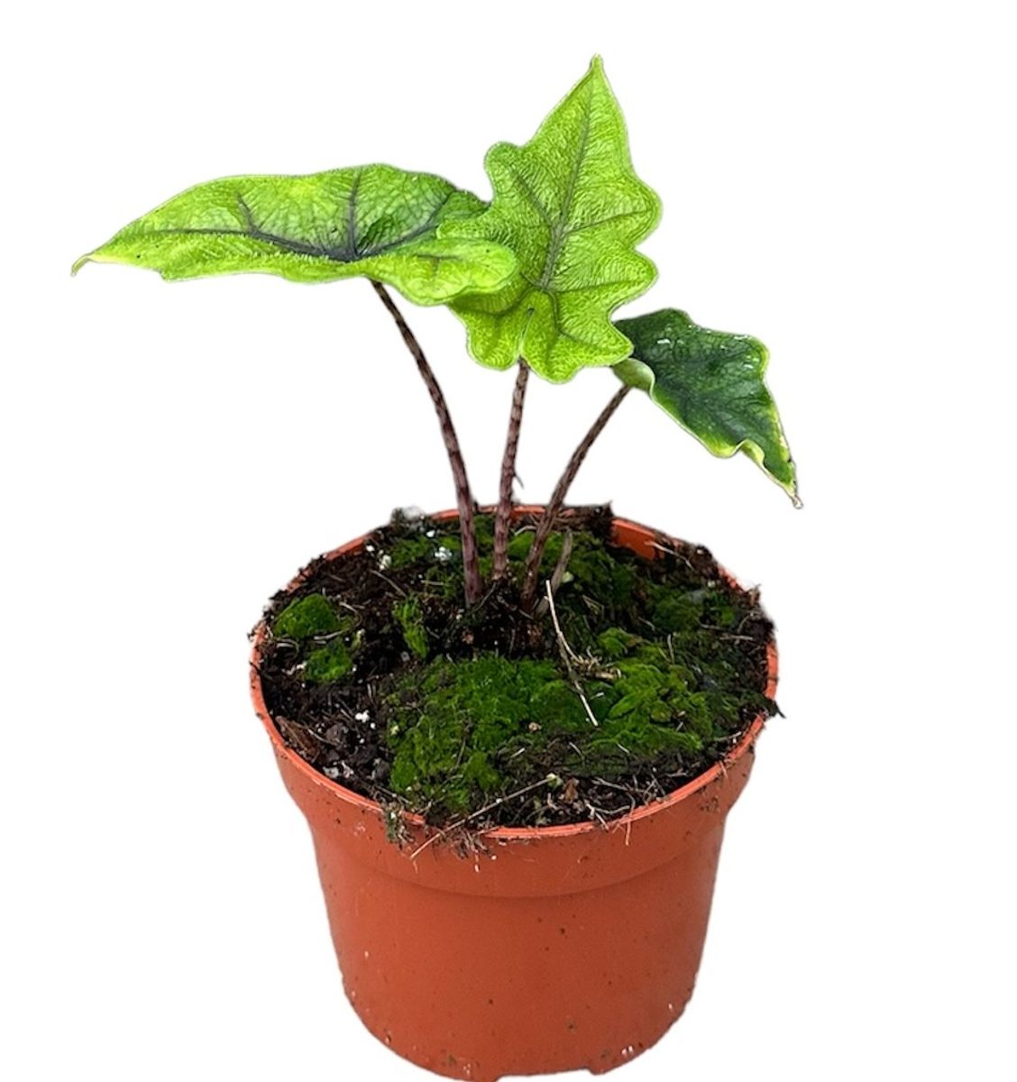 Alocasia 'Jacklyn' — Plant Wholesale FlorAccess