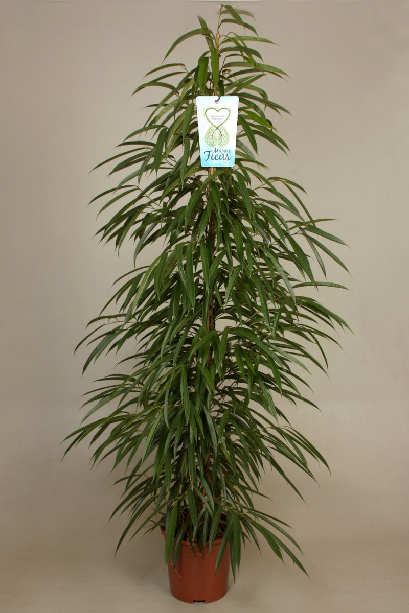 Ficus binnendijkii 'Alii' — Plant Wholesale FlorAccess