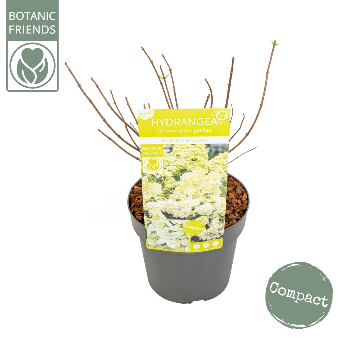 Hydrangea paniculata LIME SPARKLE — Plant Wholesale FlorAccess