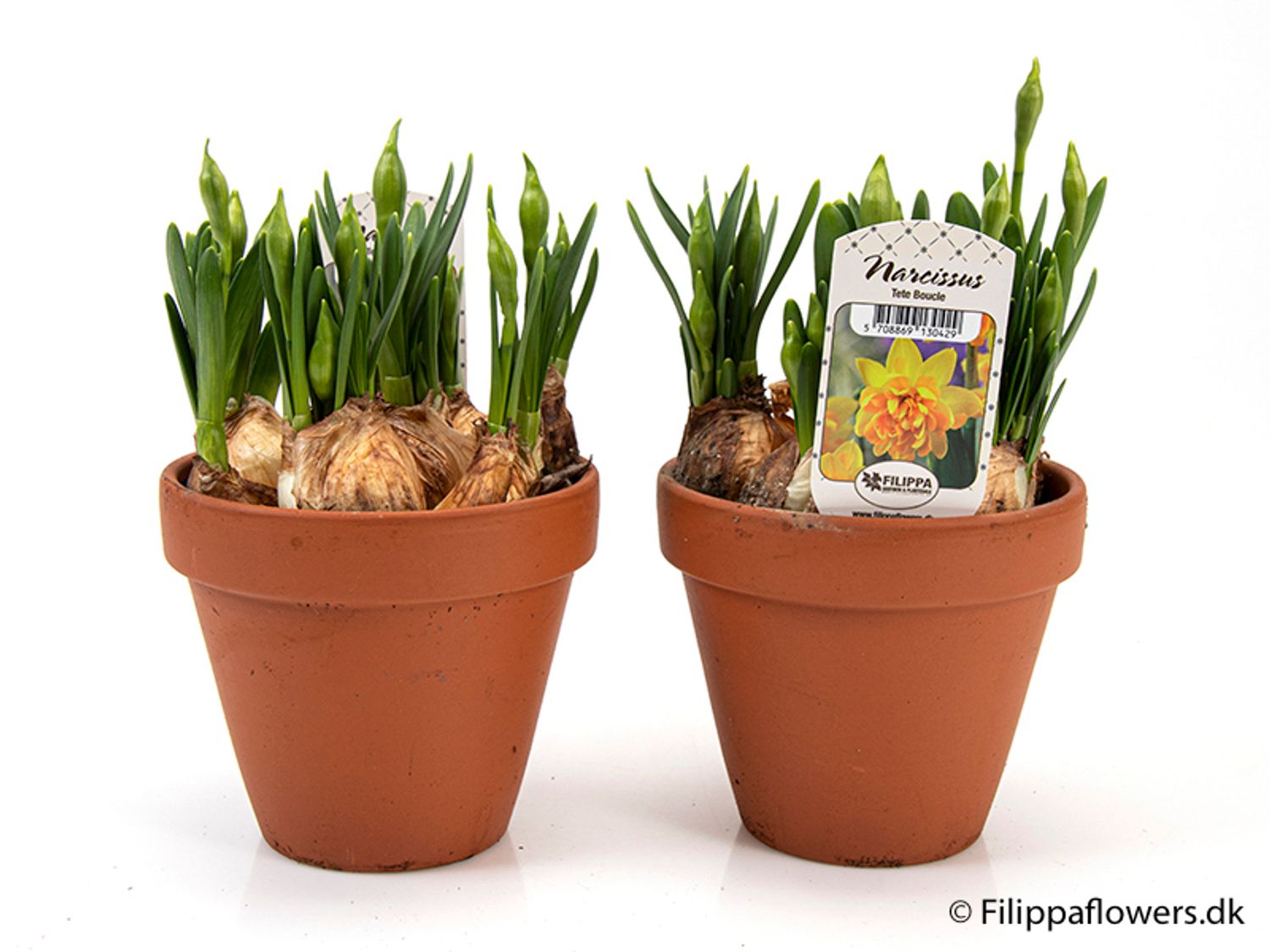 Narcissus 'Tête Bouclé' — Plant Wholesale FlorAccess