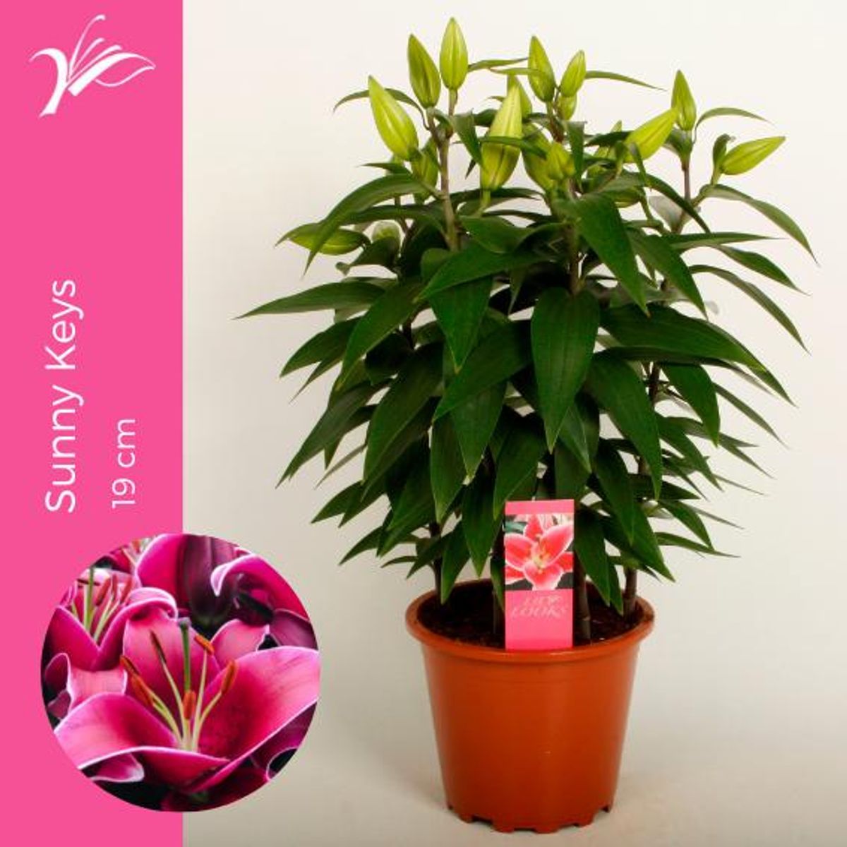 Lilium 'Sunny Keys' — Plant Wholesale FlorAccess