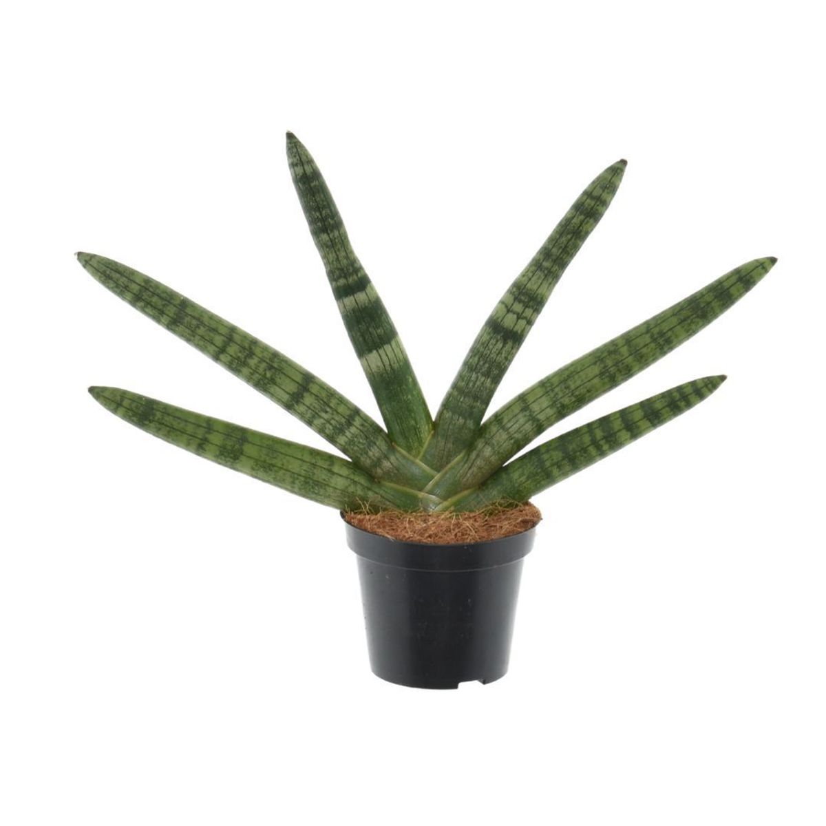 Sansevieria cylindrica 'Skyline' — Plant Wholesale FlorAccess