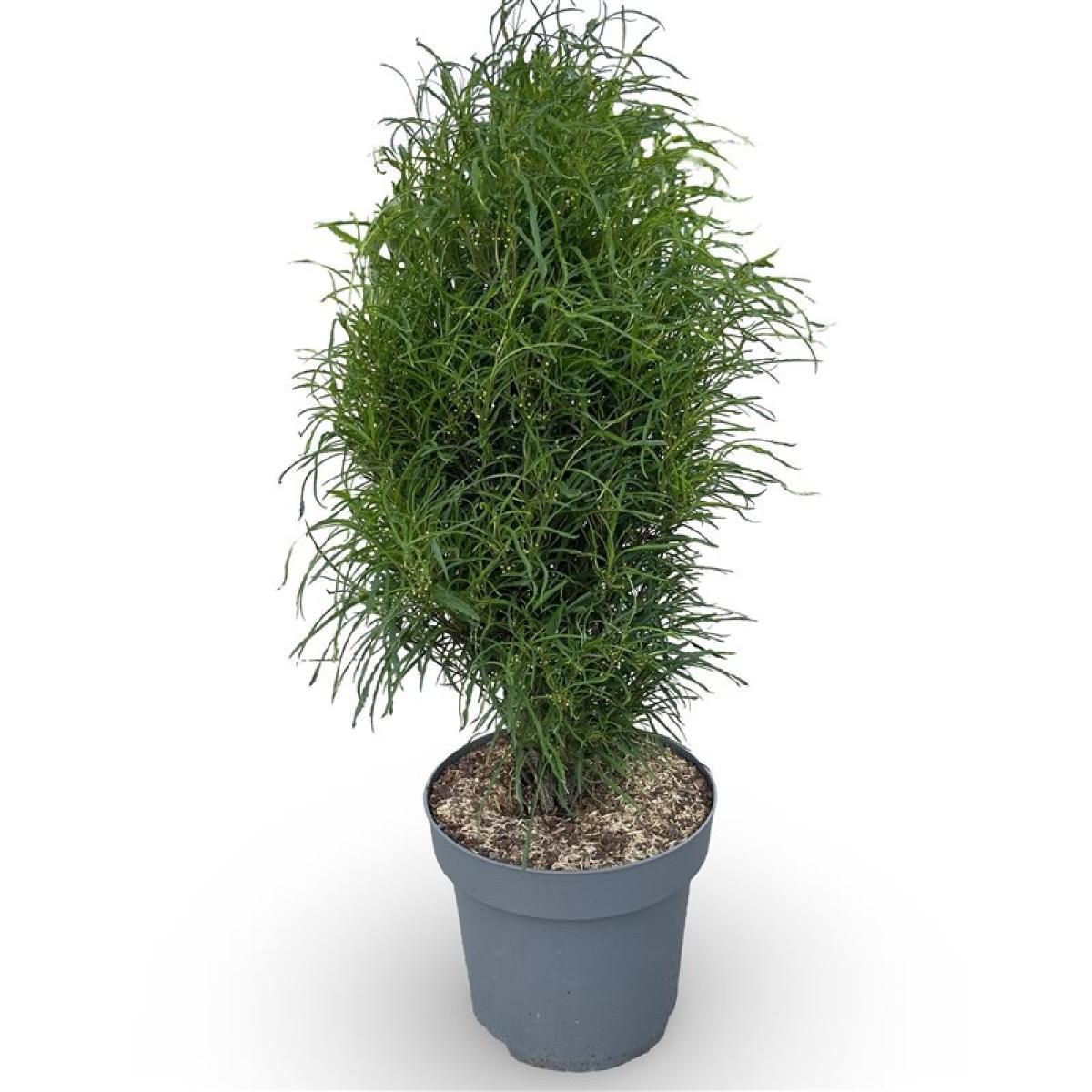 Frangula alnus FINE LINE — Plant Wholesale FlorAccess