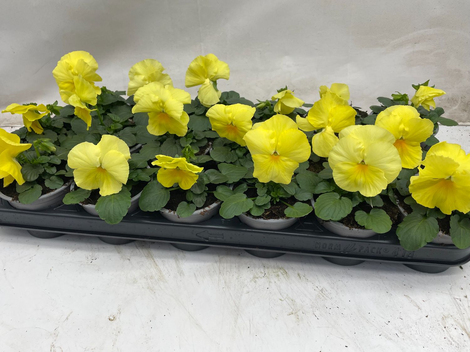 Viola x wittrockiana 'Matrix Yellow Clear' — Рослини оптом FlorAccess