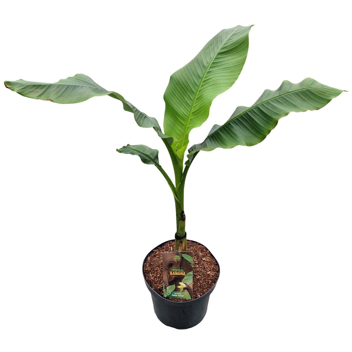 Musa basjoo — Plant Wholesale FlorAccess