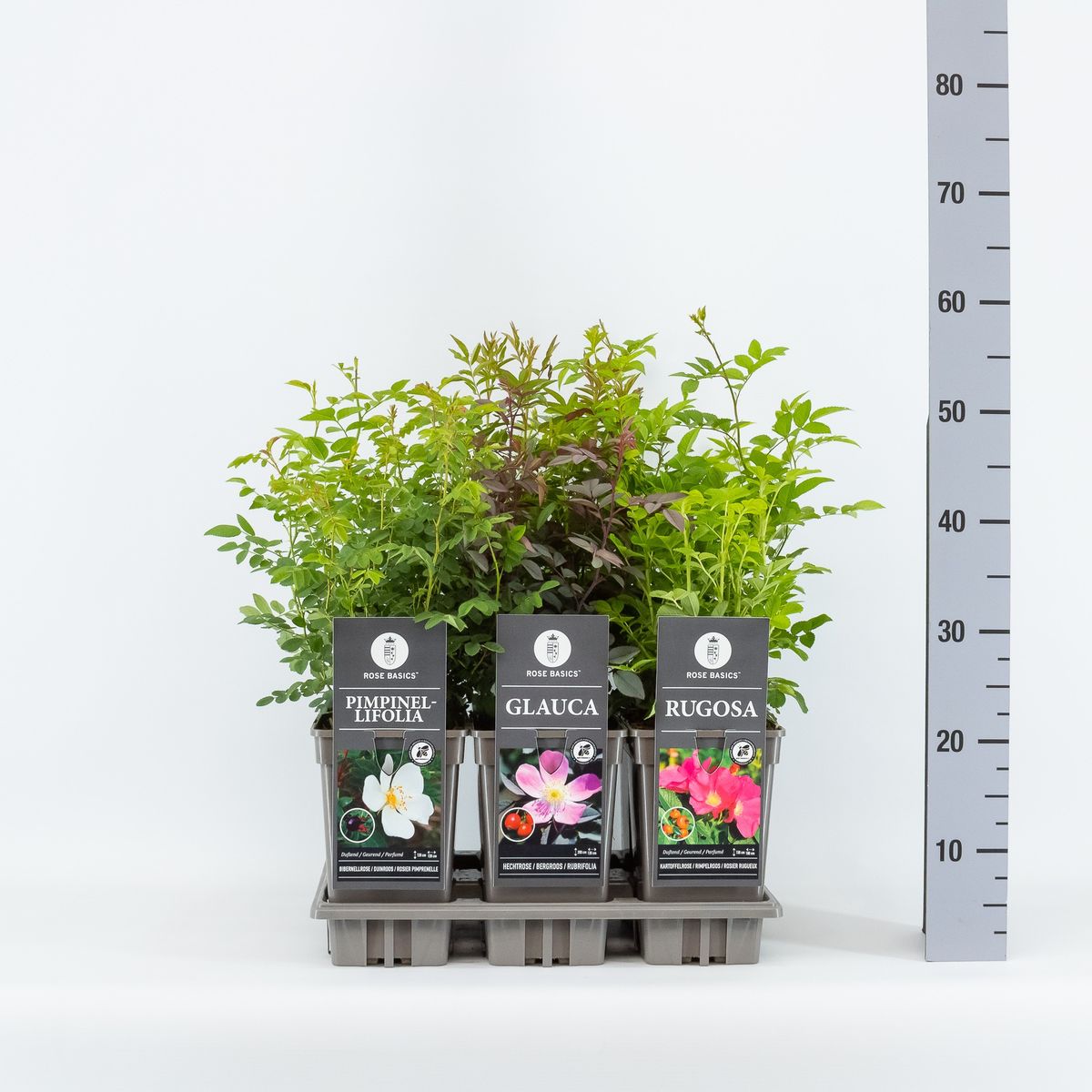 Rosa MIX — Plant Wholesale FlorAccess
