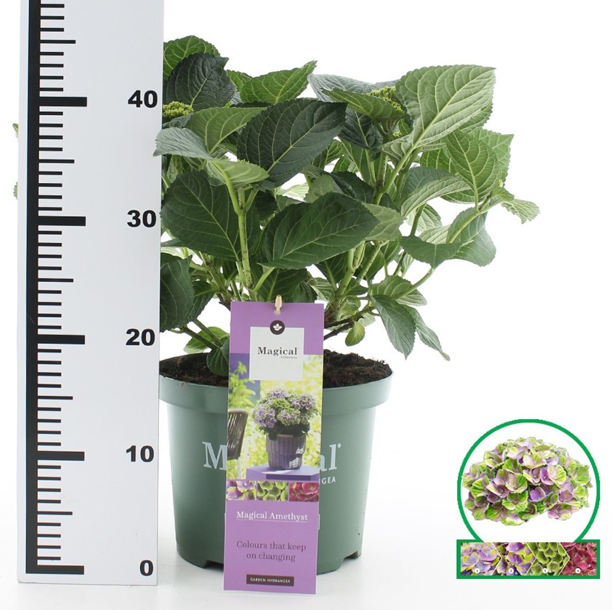 Hydrangea macrophylla MAGICAL AMETHYST — Plant Wholesale FlorAccess