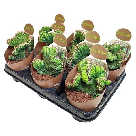 Cereus peruvianus coral cristata — Plant Wholesale FlorAccess