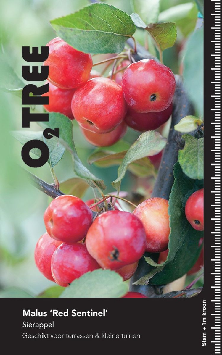 Malus 'Red Sentinel' — Plant Wholesale FlorAccess