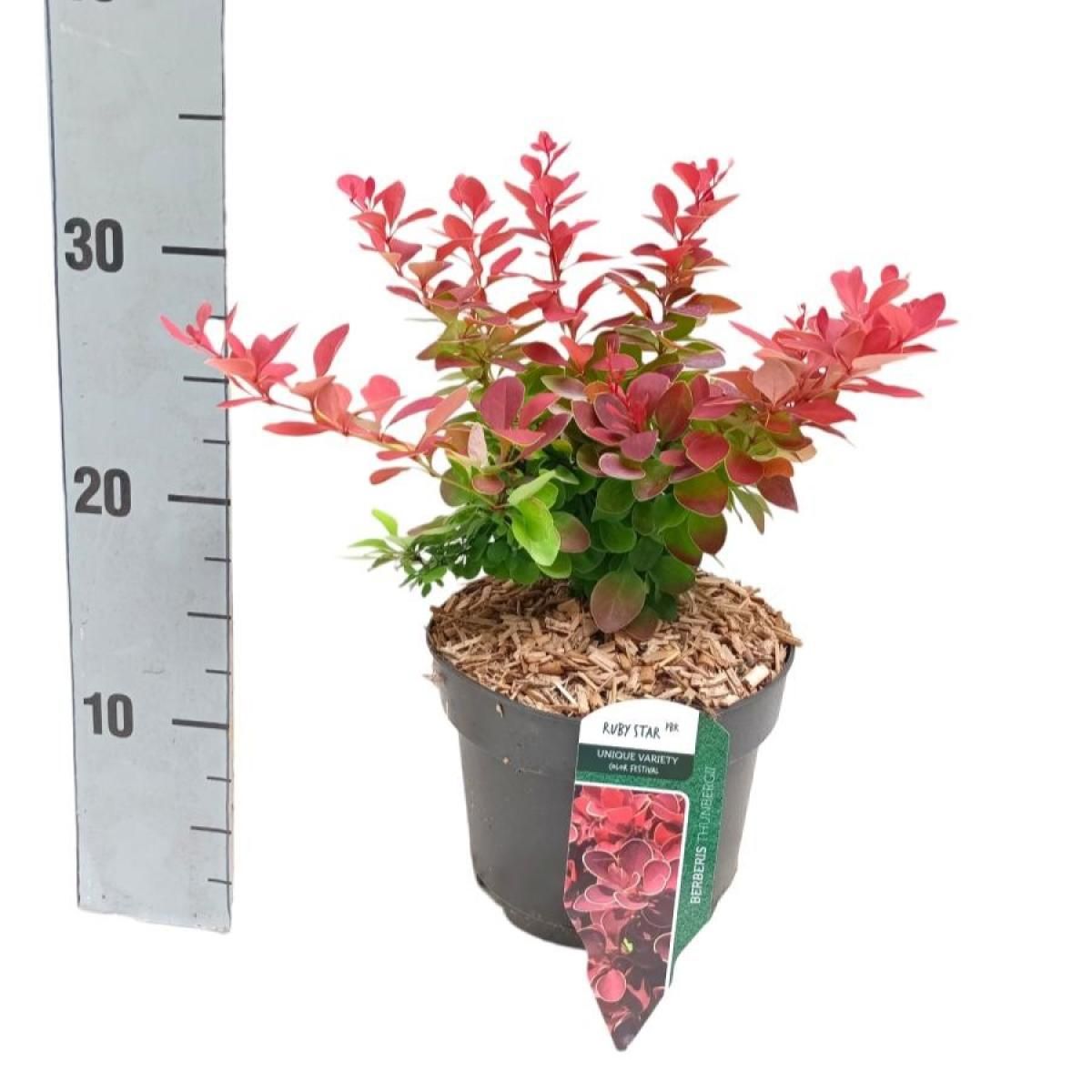 Berberis thunbergii 'Ruby Star' — Plant Wholesale FlorAccess