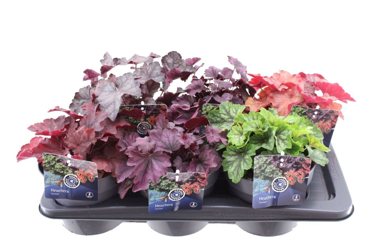 Heuchera CARNIVAL MIX — Plant Wholesale FlorAccess