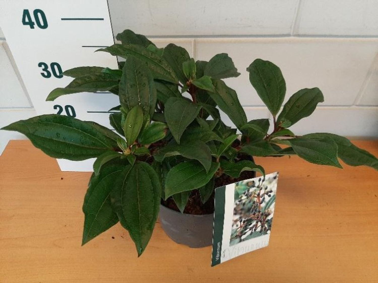 Viburnum davidii — Plant Wholesale FlorAccess