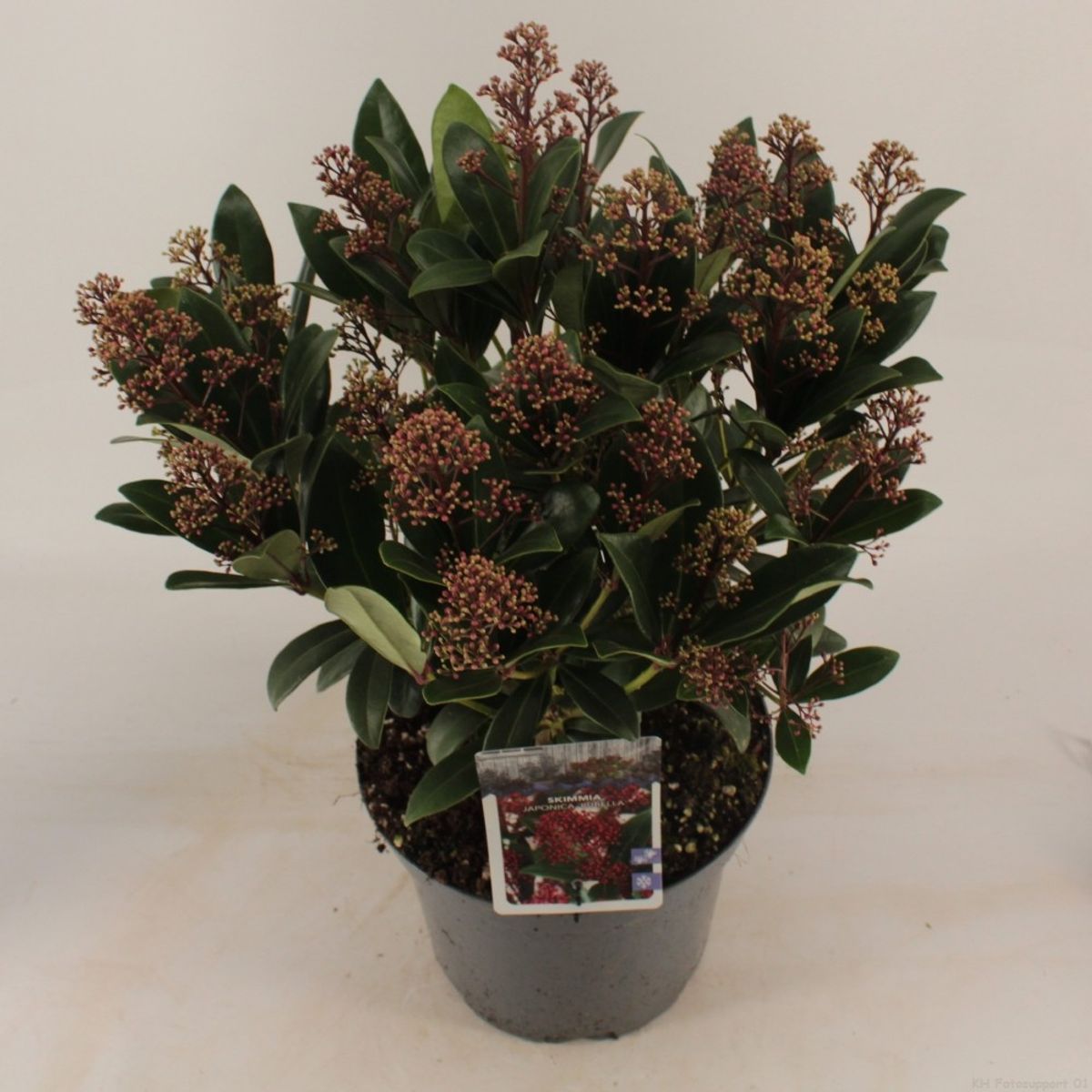 Skimmia japonica 'Rubella' — Plant Wholesale FlorAccess