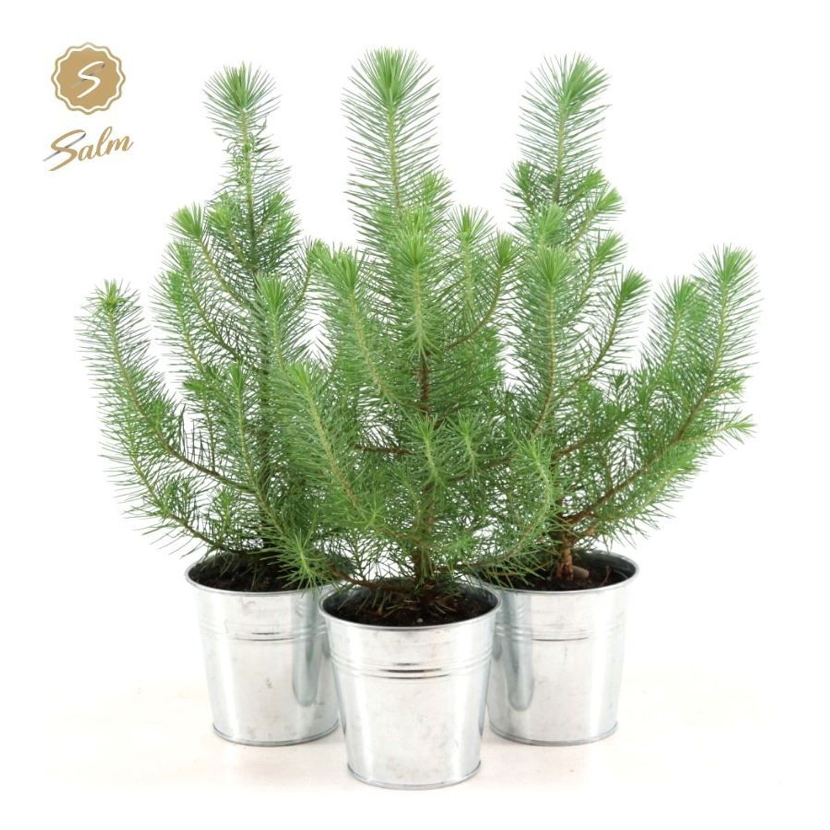Pinus pinea 'Silver Crest' — Plant Wholesale FlorAccess