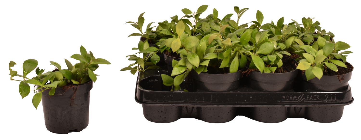 Dischidia singularis 'Apple Leaf' — Plant Wholesale FlorAccess