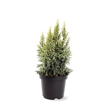Juniperus pingii 'Hulsdonk Yellow' — Plant Wholesale FlorAccess