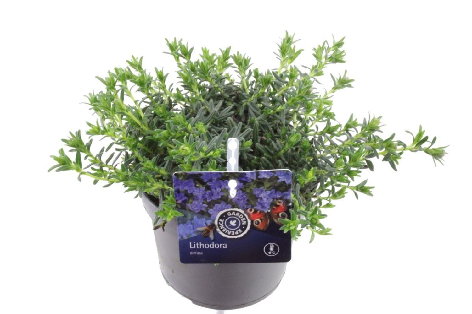 Lithodora diffusa 'Compact Blue' — Plant Wholesale FlorAccess