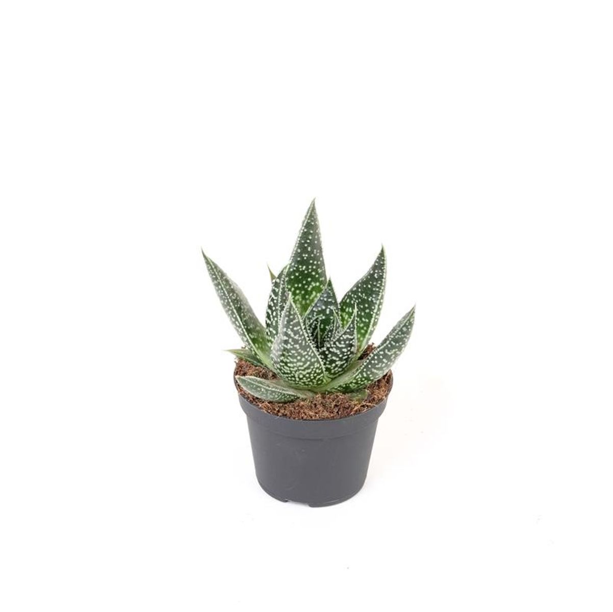x Gasteraloe beguinii — Plant Wholesale FlorAccess