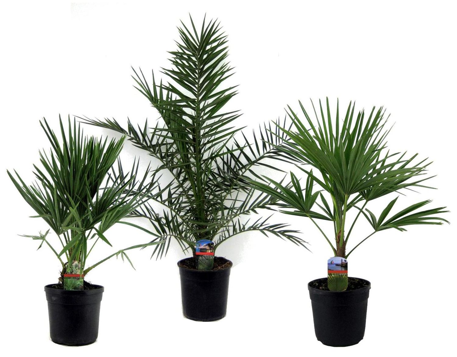 Palms MIX — Plant Wholesale FlorAccess
