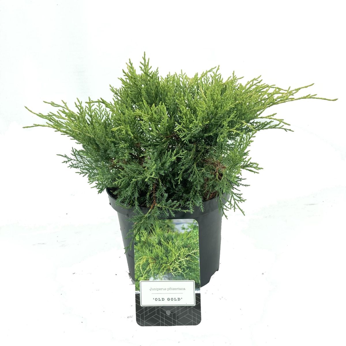 Juniperus x pfitzeriana 'Old Gold' — Plant Wholesale FlorAccess