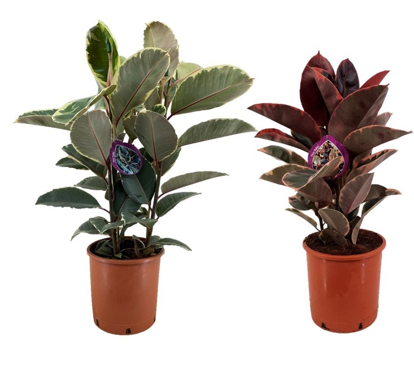 Ficus MIX — Plant Wholesale FlorAccess