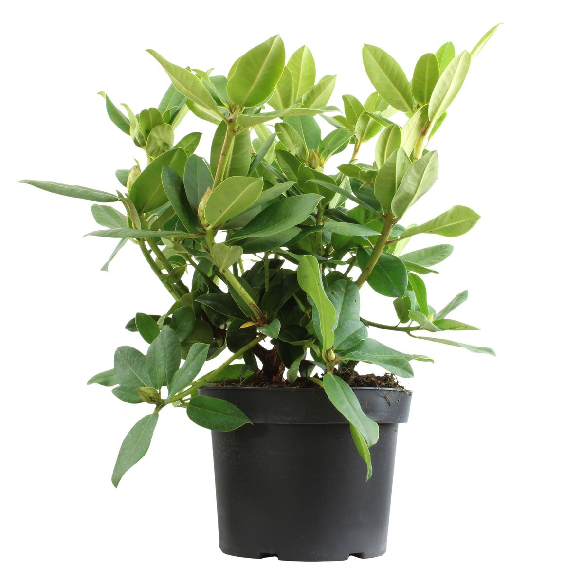 Rhododendron 'Germania' — Plant Wholesale FlorAccess