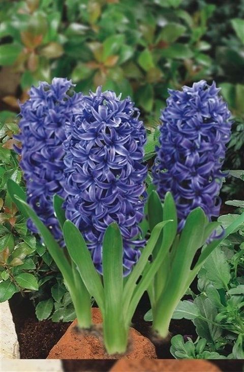 Hyacinthus orientalis 'Blue Pearl' — Plant Wholesale FlorAccess