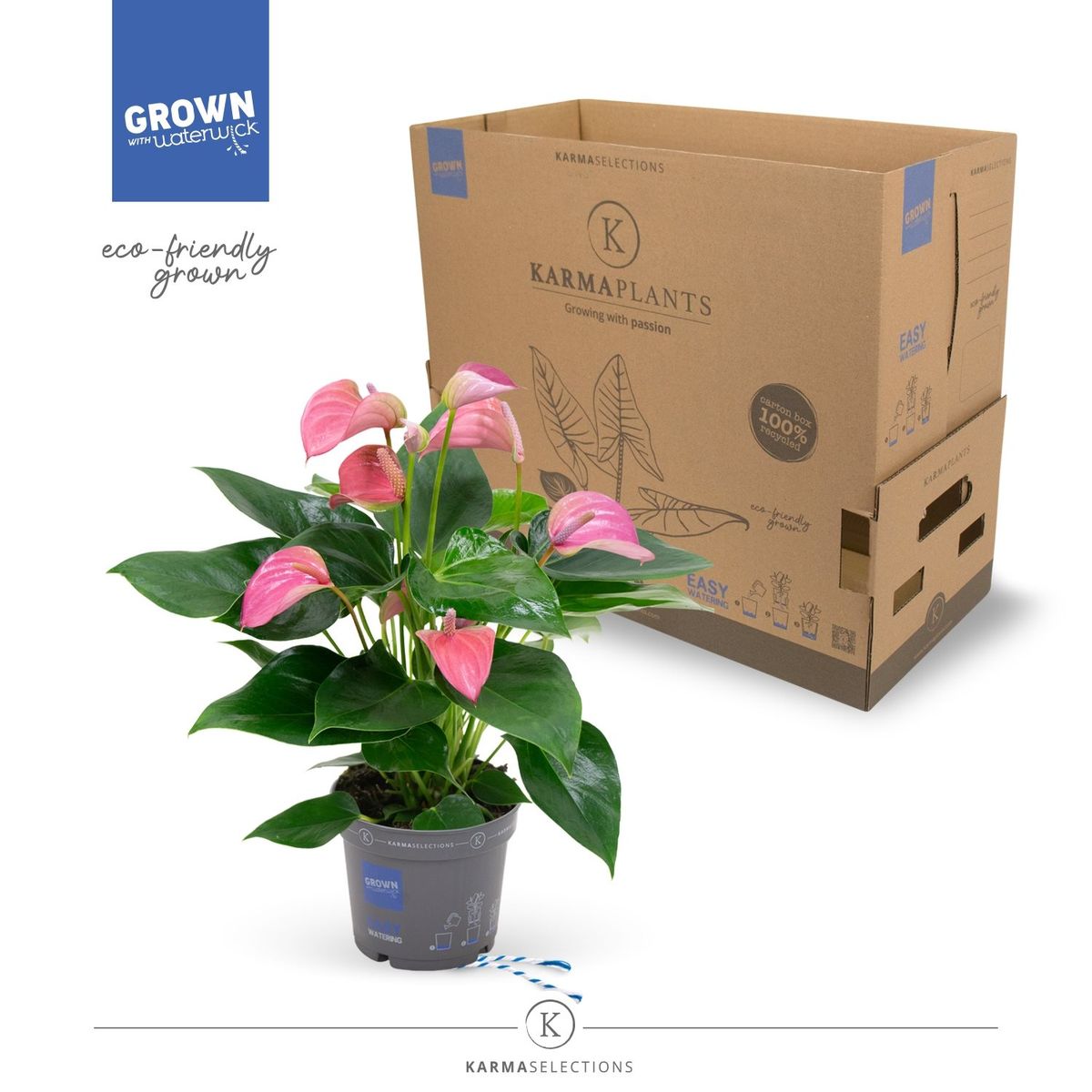 Anthurium JOLI — Plant Wholesale FlorAccess