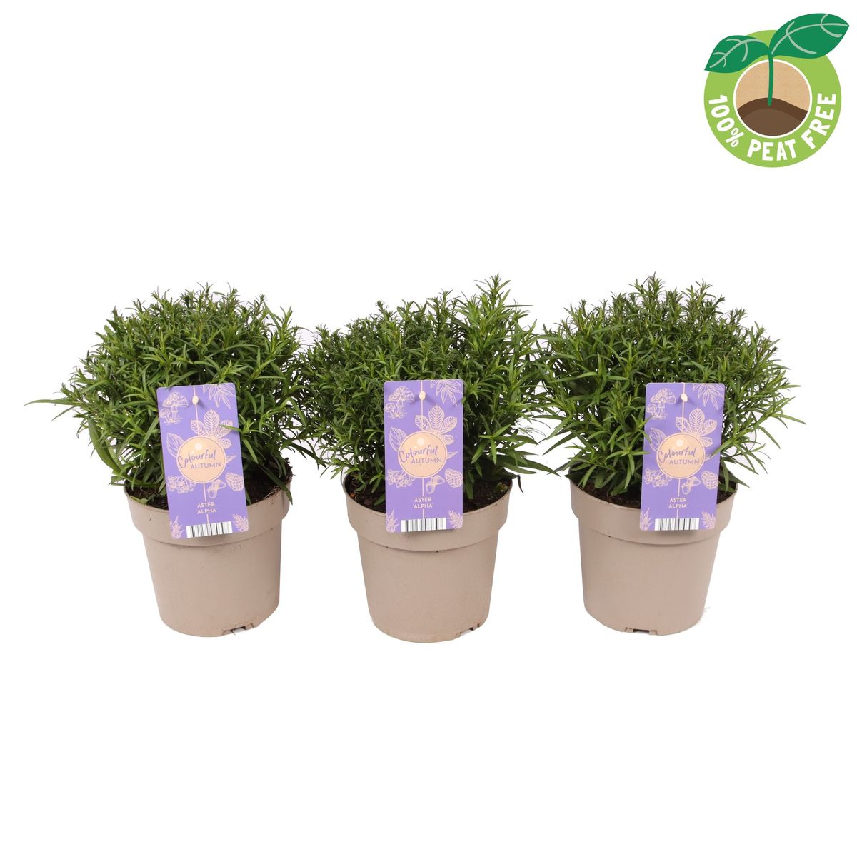 Aster ALPHA LIGHT PINK — Plant Wholesale FlorAccess
