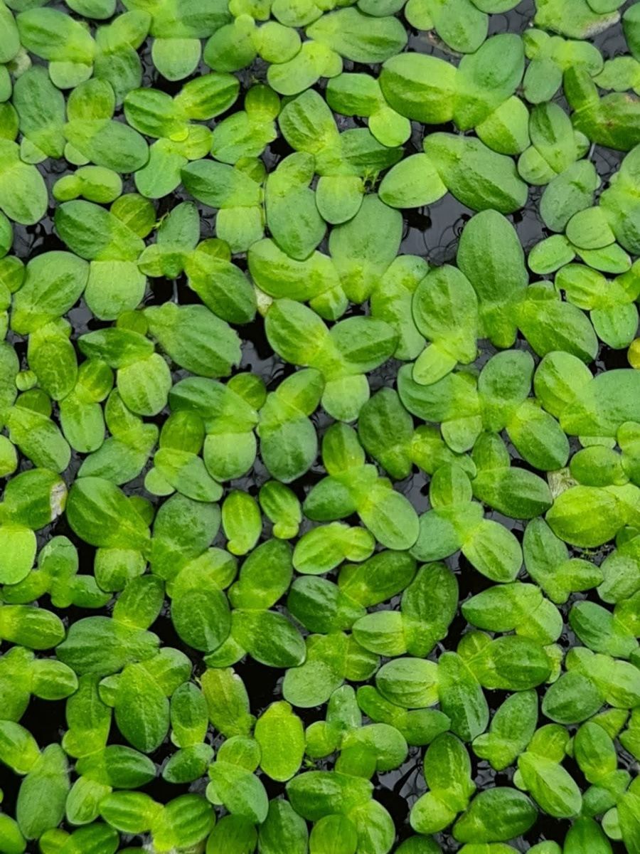 Lemna trisulca — Plant Wholesale FlorAccess