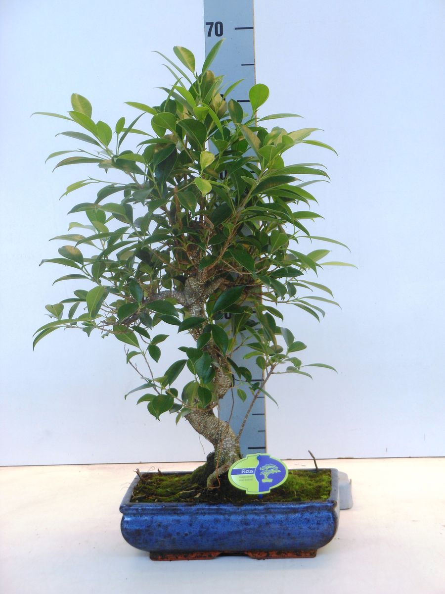 Ficus microcarpa — Plant Wholesale FlorAccess