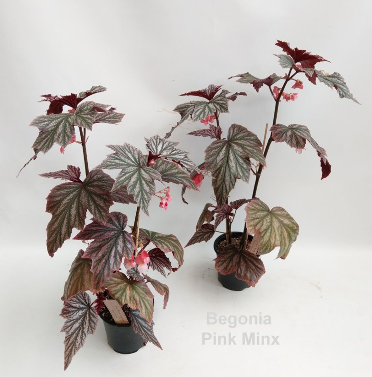 Begonia 'Pink Minx' — Plant Wholesale FlorAccess