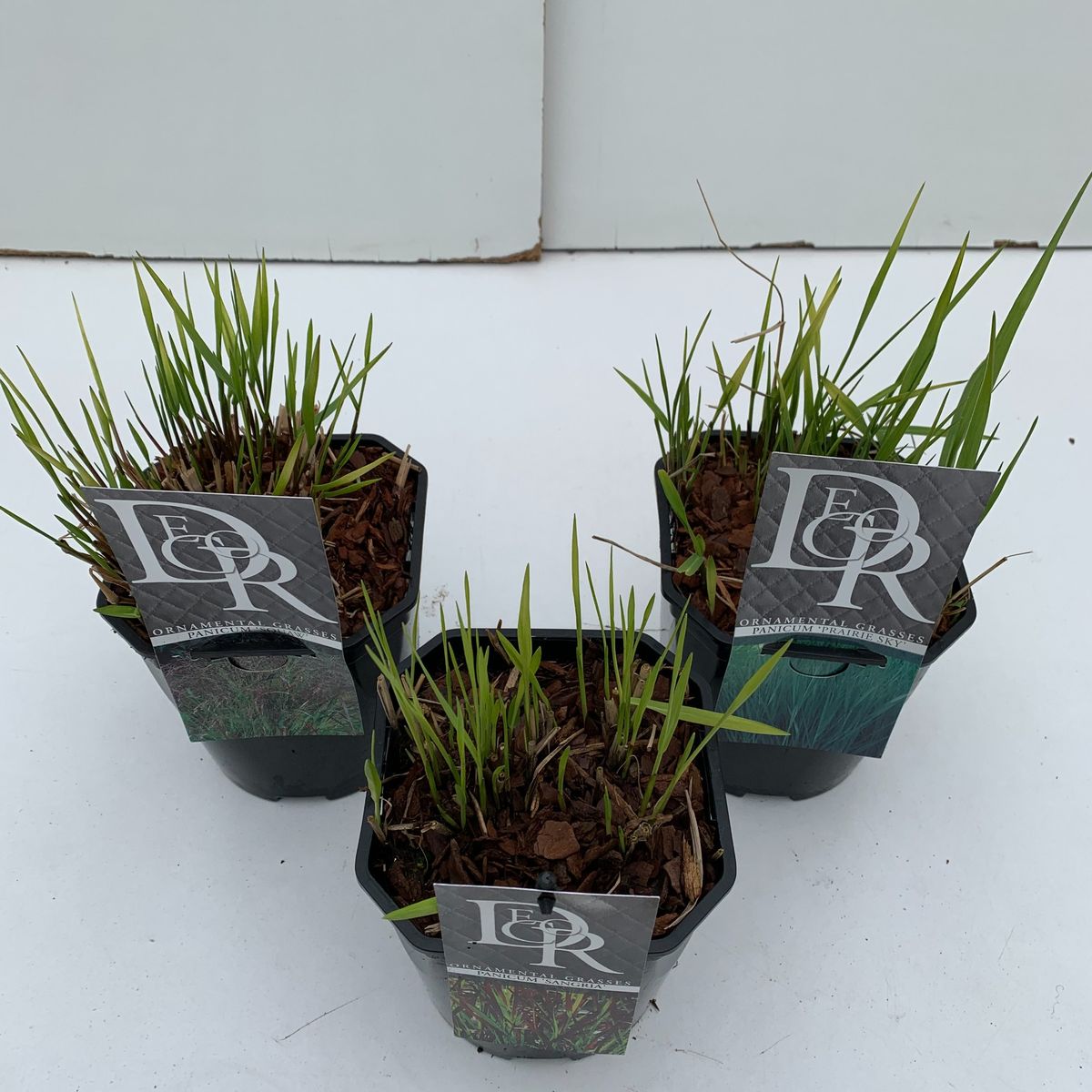 Panicum MIX — Plant Wholesale FlorAccess