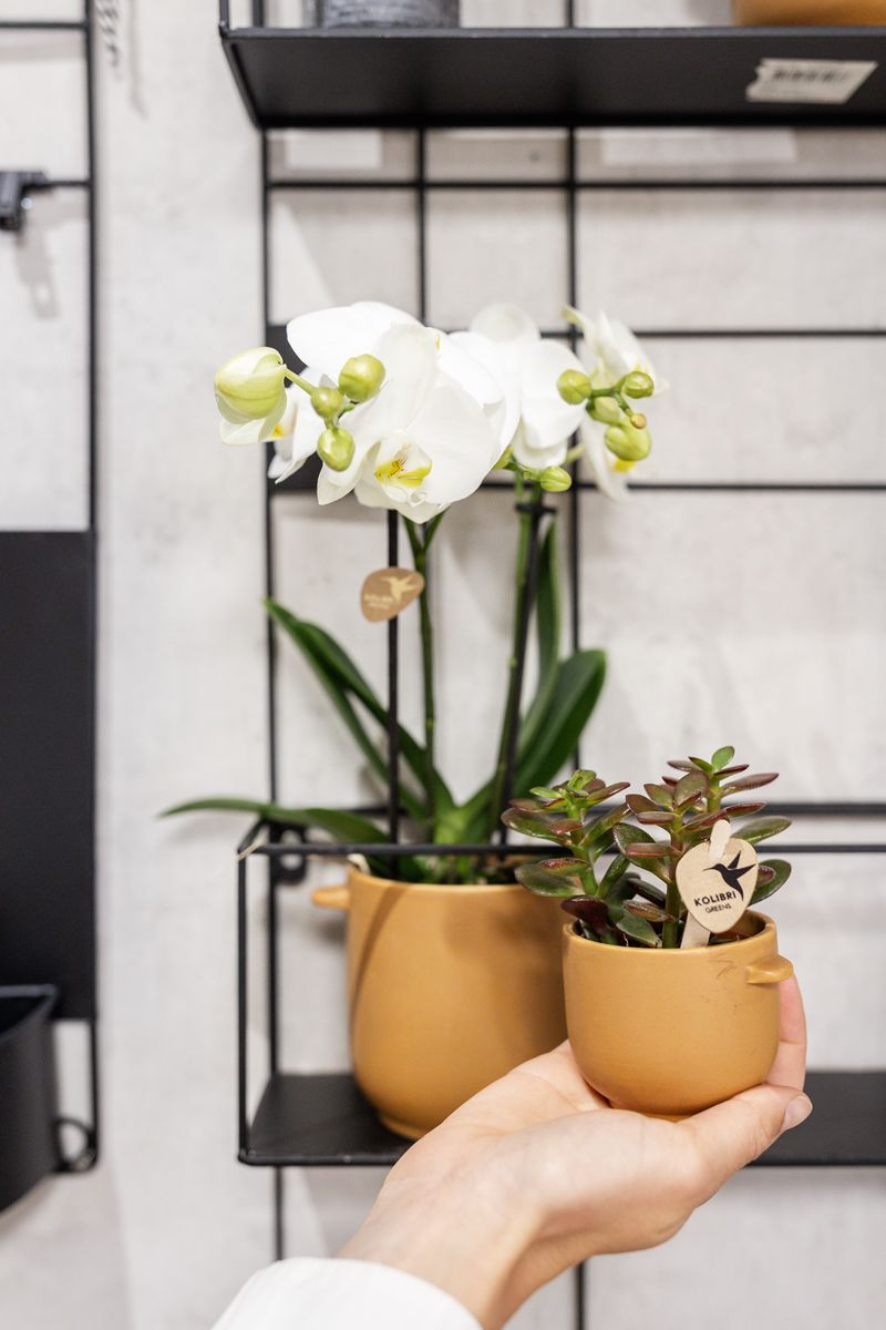 Pot KOLIBRI HOME EARS COGNAC — Plant Wholesale FlorAccess