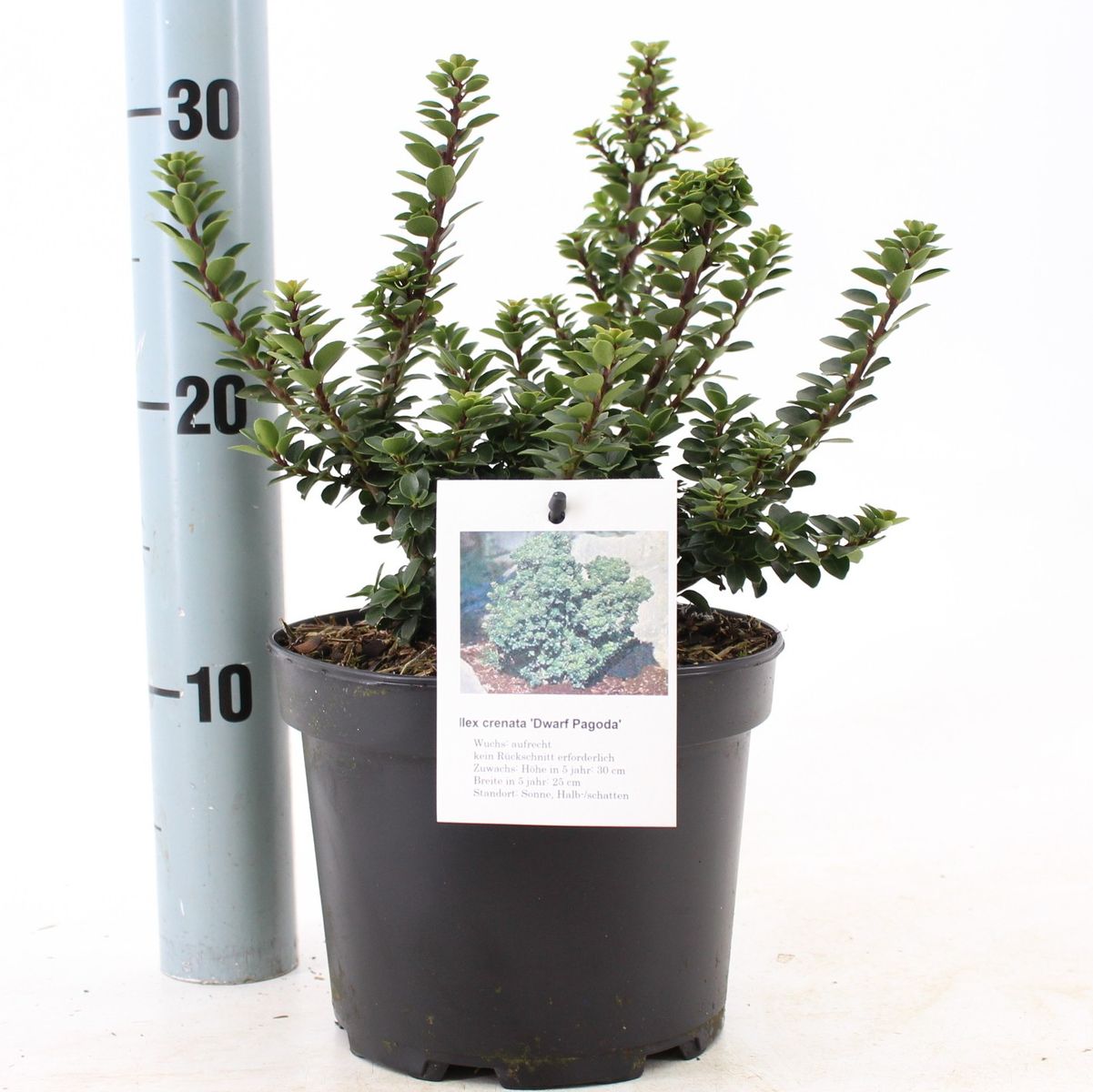 Ilex crenata 'Dwarf Pagoda' — Plant Wholesale FlorAccess