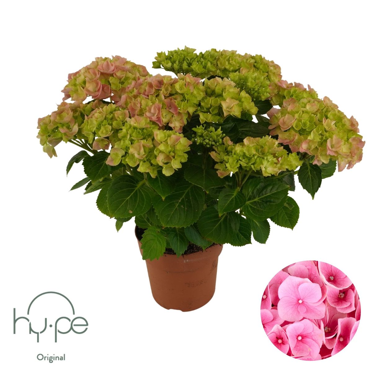 Hydrangea macrophylla MOPHEAD PINK — Plant Wholesale FlorAccess