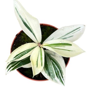 Costus arabicus 'Variegatus' — Plant Wholesale FlorAccess