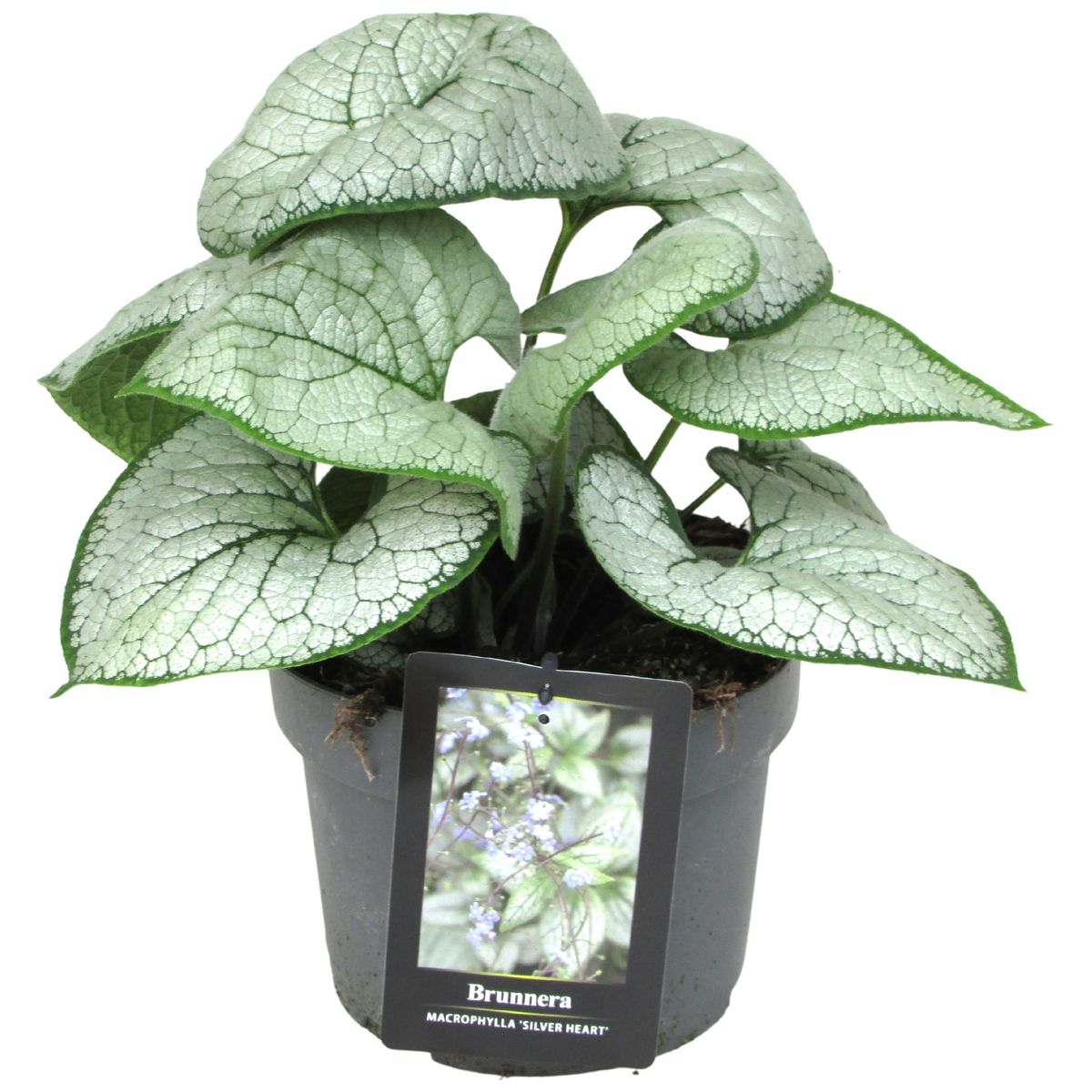 Brunnera macrophylla 'Silver Heart' — Рослини оптом FlorAccess