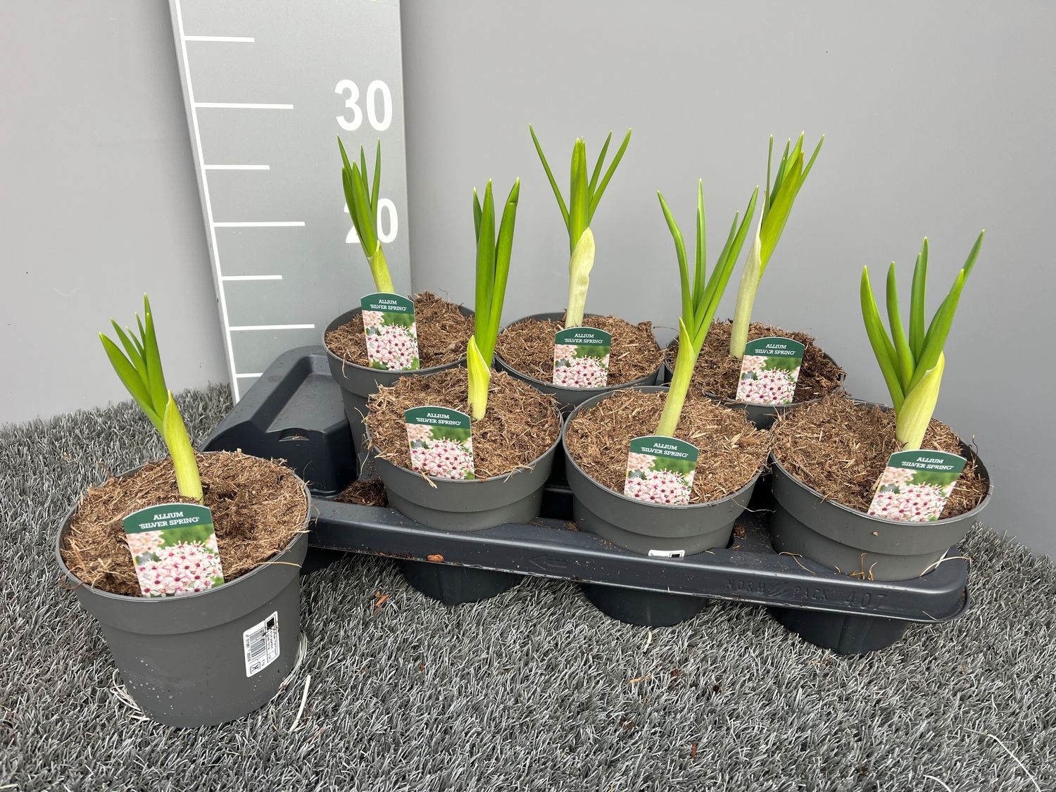 Allium 'Silver Spring' — Plant Wholesale FlorAccess