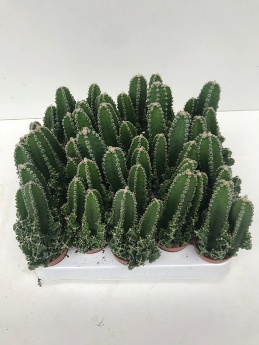 Cereus peruvianus — Plant Wholesale FlorAccess