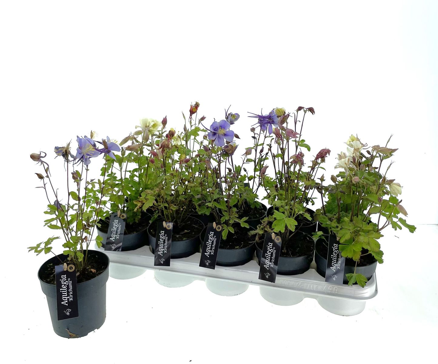 Aquilegia caerulea KIRIGAMI MIX — Plant Wholesale FlorAccess