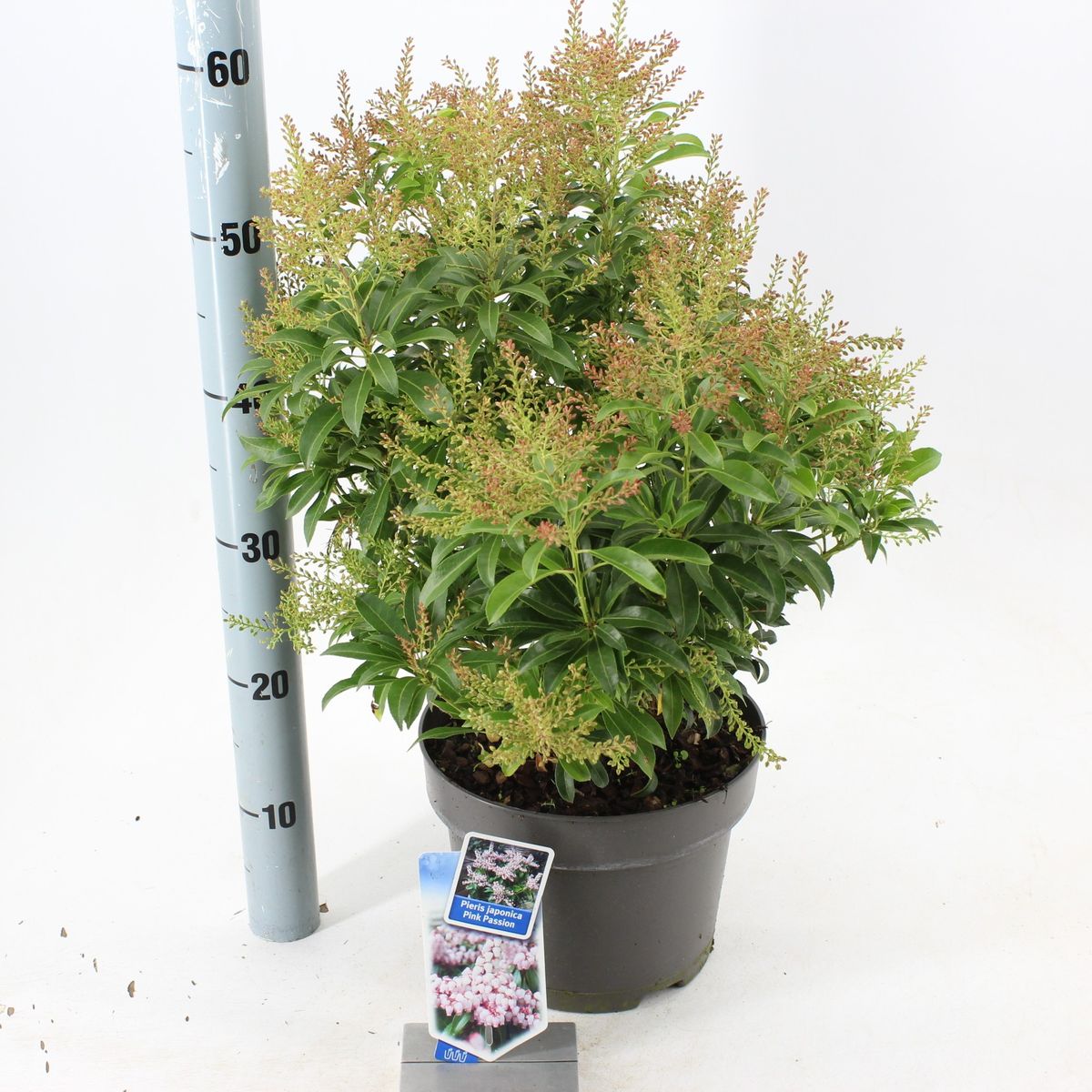 Pieris japonica PINK PASSION — Plant Wholesale FlorAccess